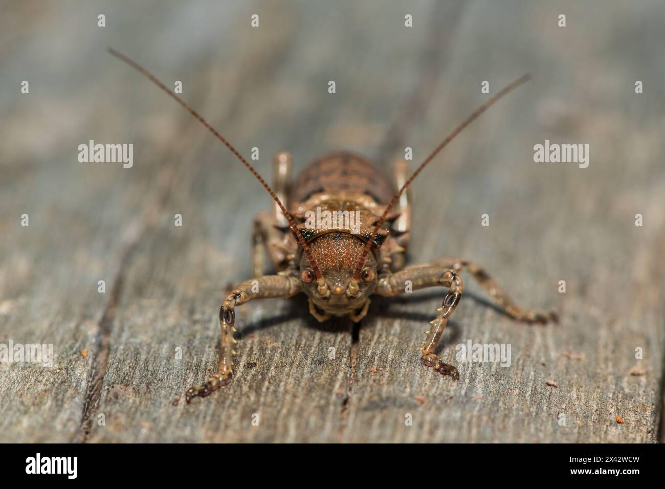 A beautiful horn corncricket (Enyaliopsis sp) in the wild in central ...
