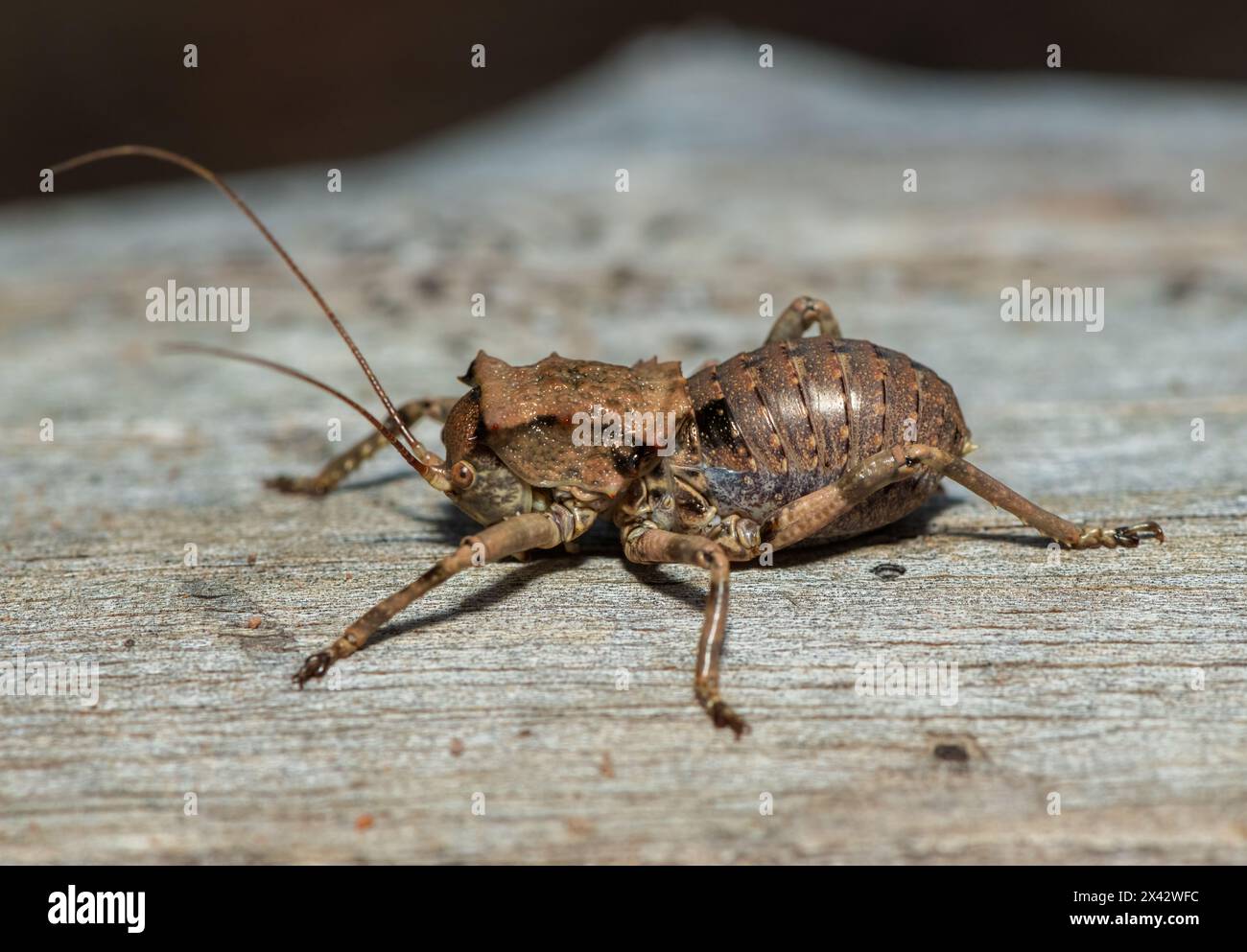 A beautiful horn corncricket (Enyaliopsis sp) in the wild in central ...