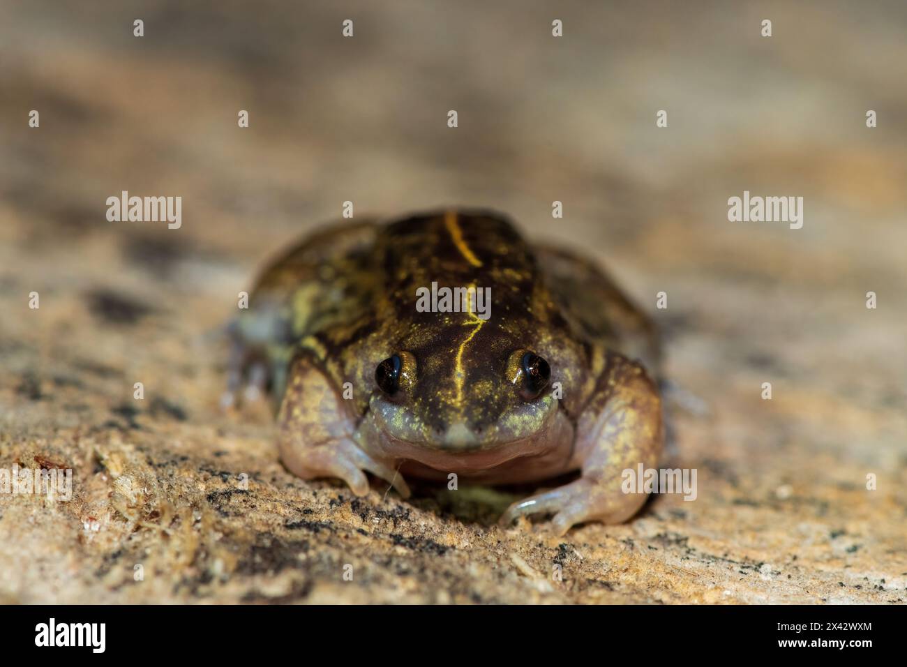 Shovel nosed frog hi-res stock photography and images - Alamy