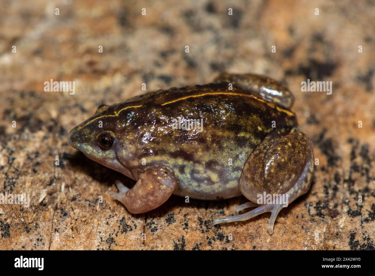 Hemisus barotseensis hi-res stock photography and images - Alamy