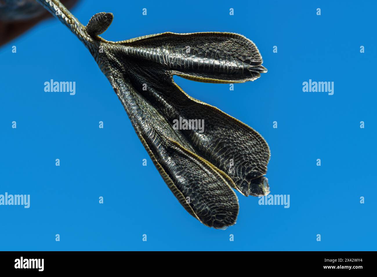 Grebe feet hi-res stock photography and images - Alamy
