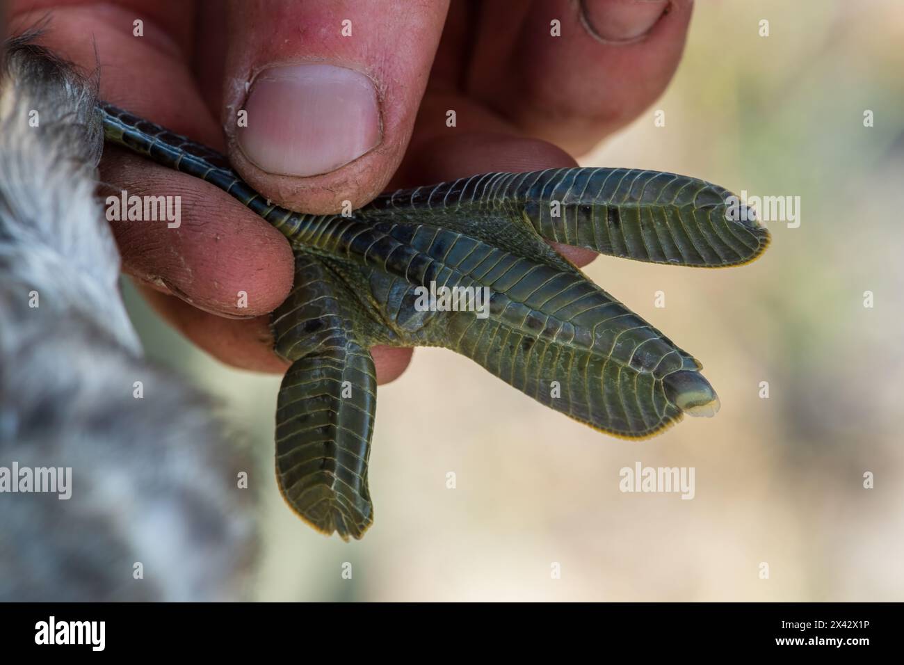 The feet of a little grebe (Tachybaptus ruficollis Stock Photo - Alamy
