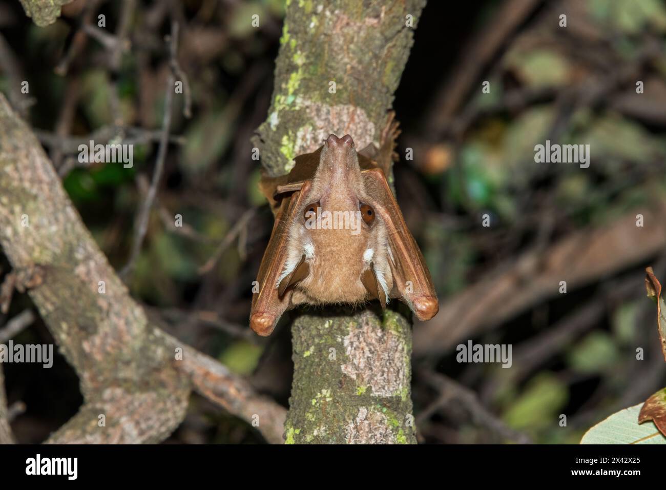 A beautiful Wahlberg's epauletted fruit bat (Epomophorus wahlbergi ...