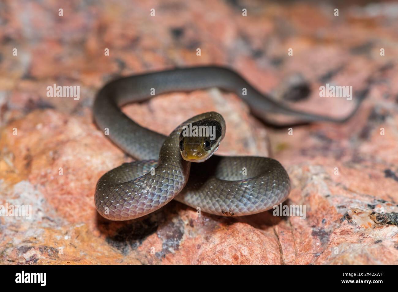 Red lipped herald snake hi-res stock photography and images - Alamy