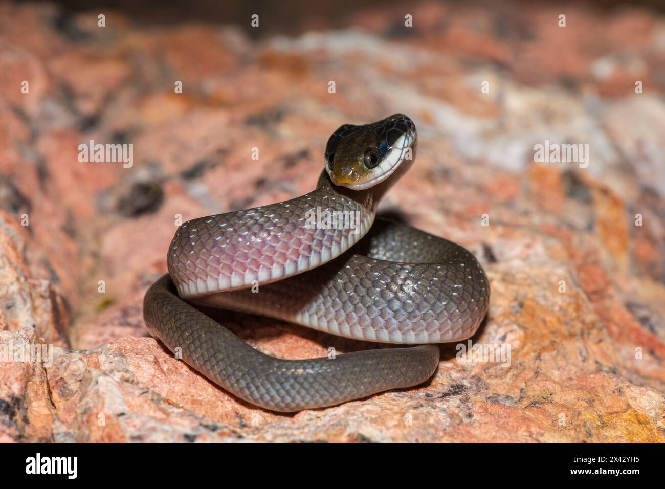 Defensive creature hi-res stock photography and images - Alamy