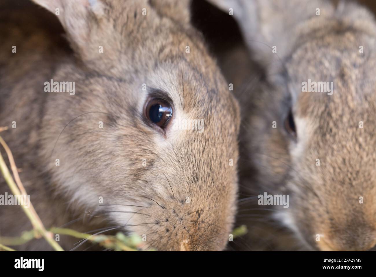 Cute rabbits on the farm. Close-up Stock Photo - Alamy