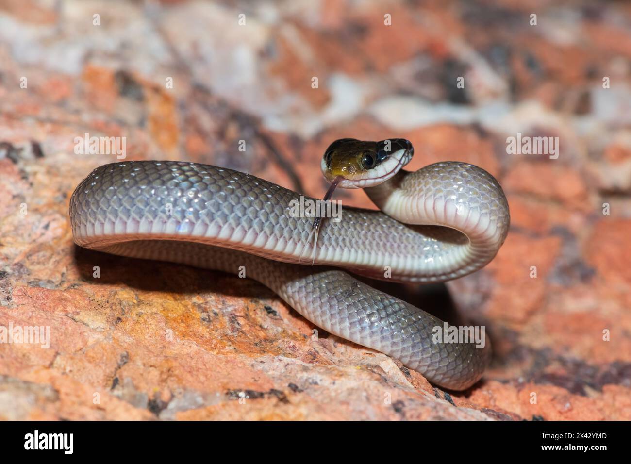 Red lipped herald snake hi-res stock photography and images - Alamy