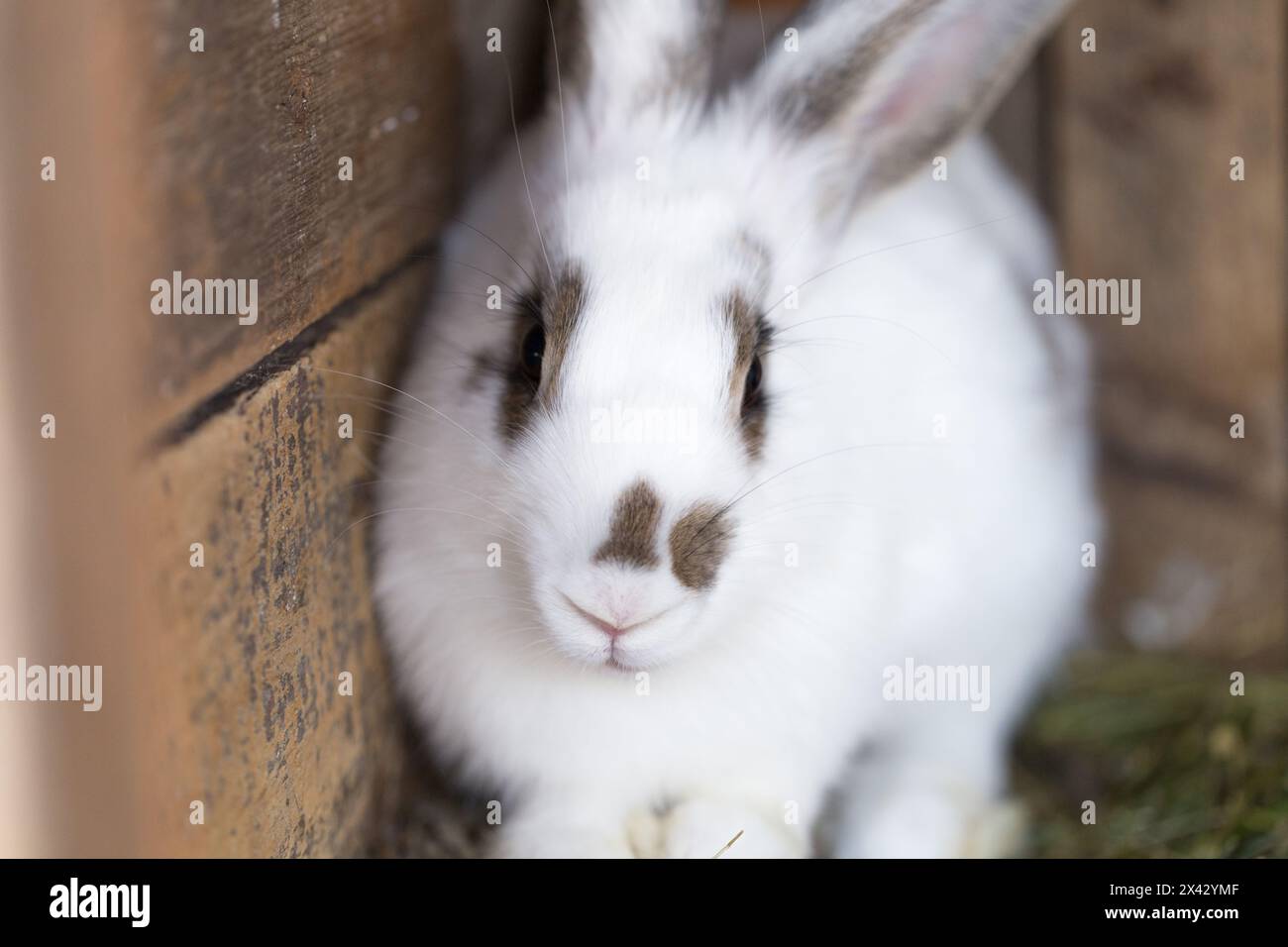 Cute rabbits on the farm. Close-up Stock Photo - Alamy