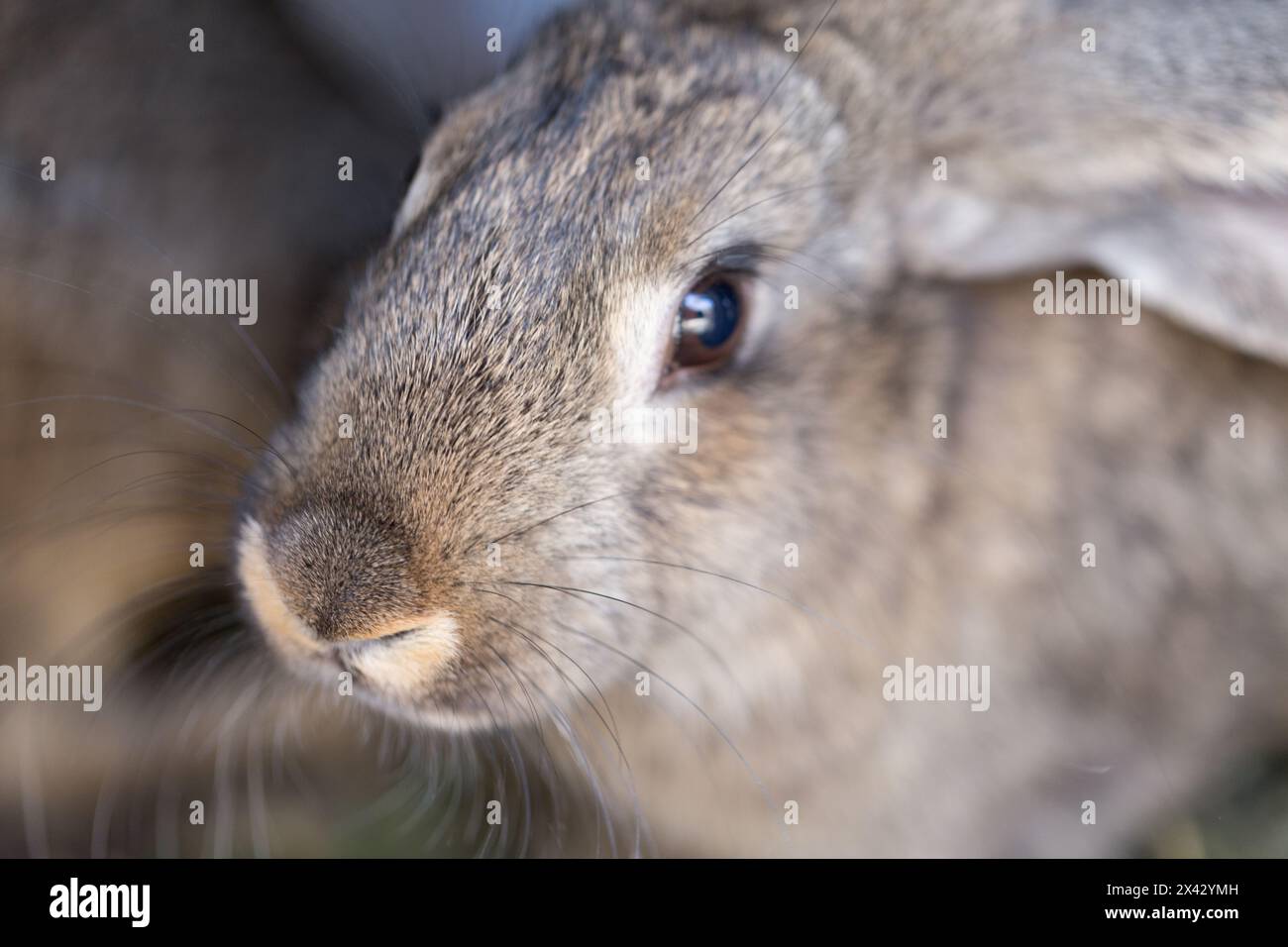 Cute rabbits on the farm. Close-up Stock Photo - Alamy