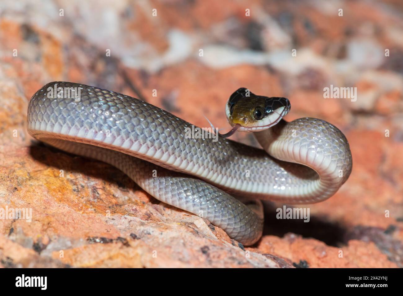 Defensive creature hi-res stock photography and images - Alamy