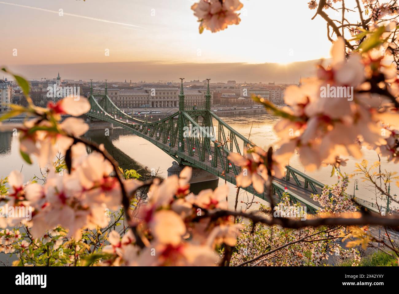 Liberty Bridge with almond blossom. tree in Budapest, Hungary. Blooming ...