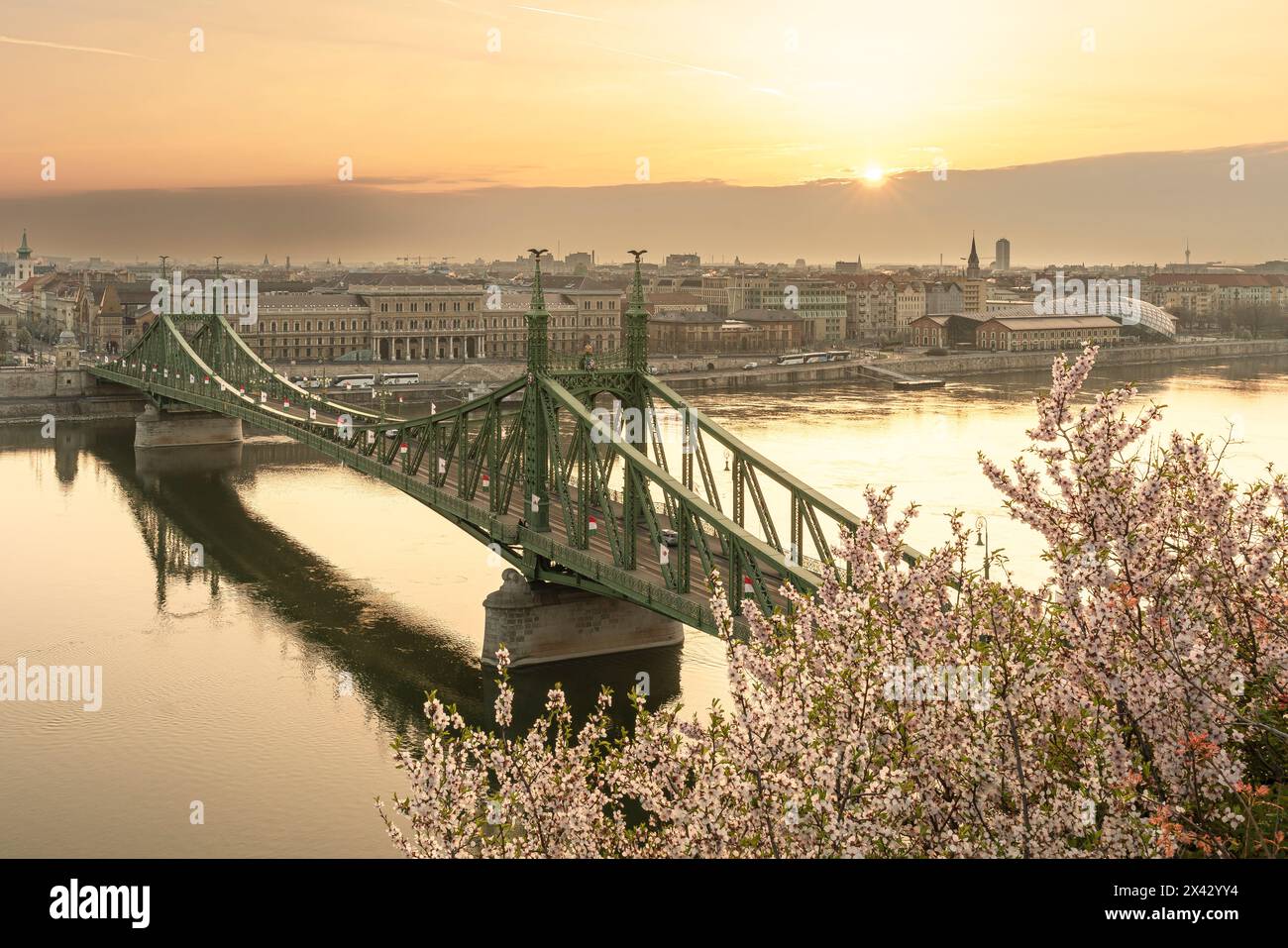 Liberty Bridge with almond blossom. tree in Budapest, Hungary. Blooming ...