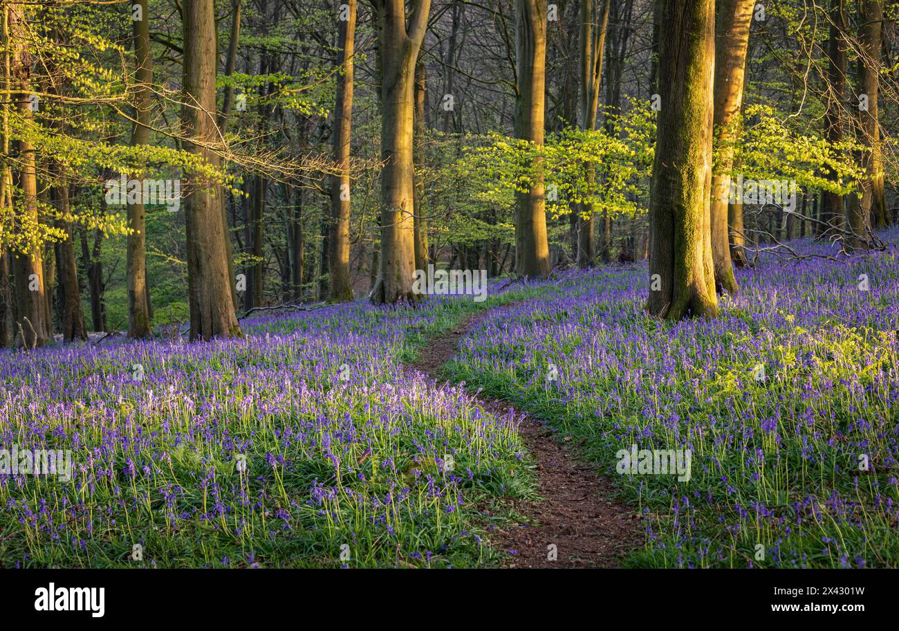 Bluebells carpet the forest floor during springtime within Kings Wood ...