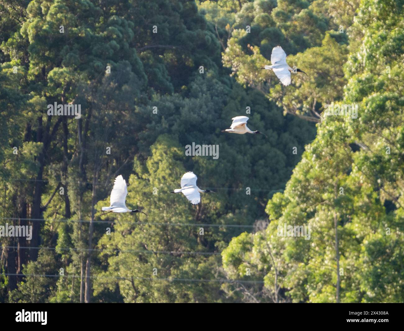 Four Ibis birds flying past green Gum Trees Stock Photo - Alamy