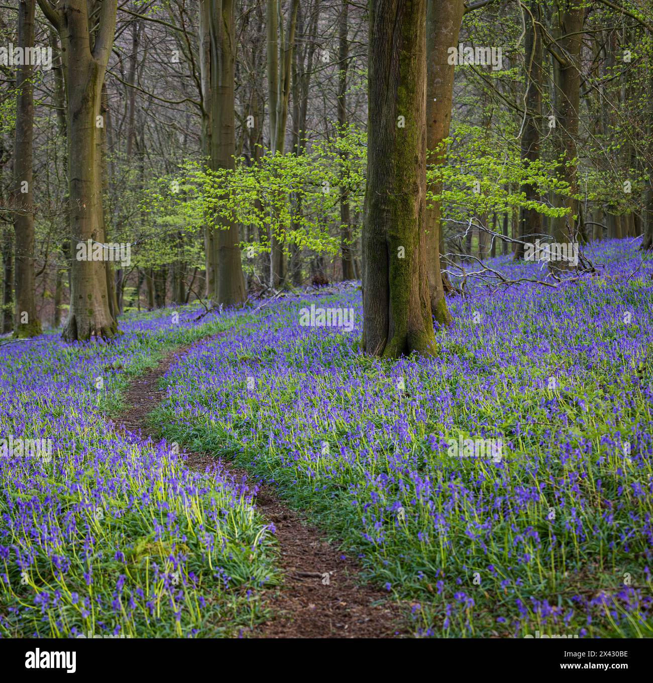 Kent kings wood hi-res stock photography and images - Alamy