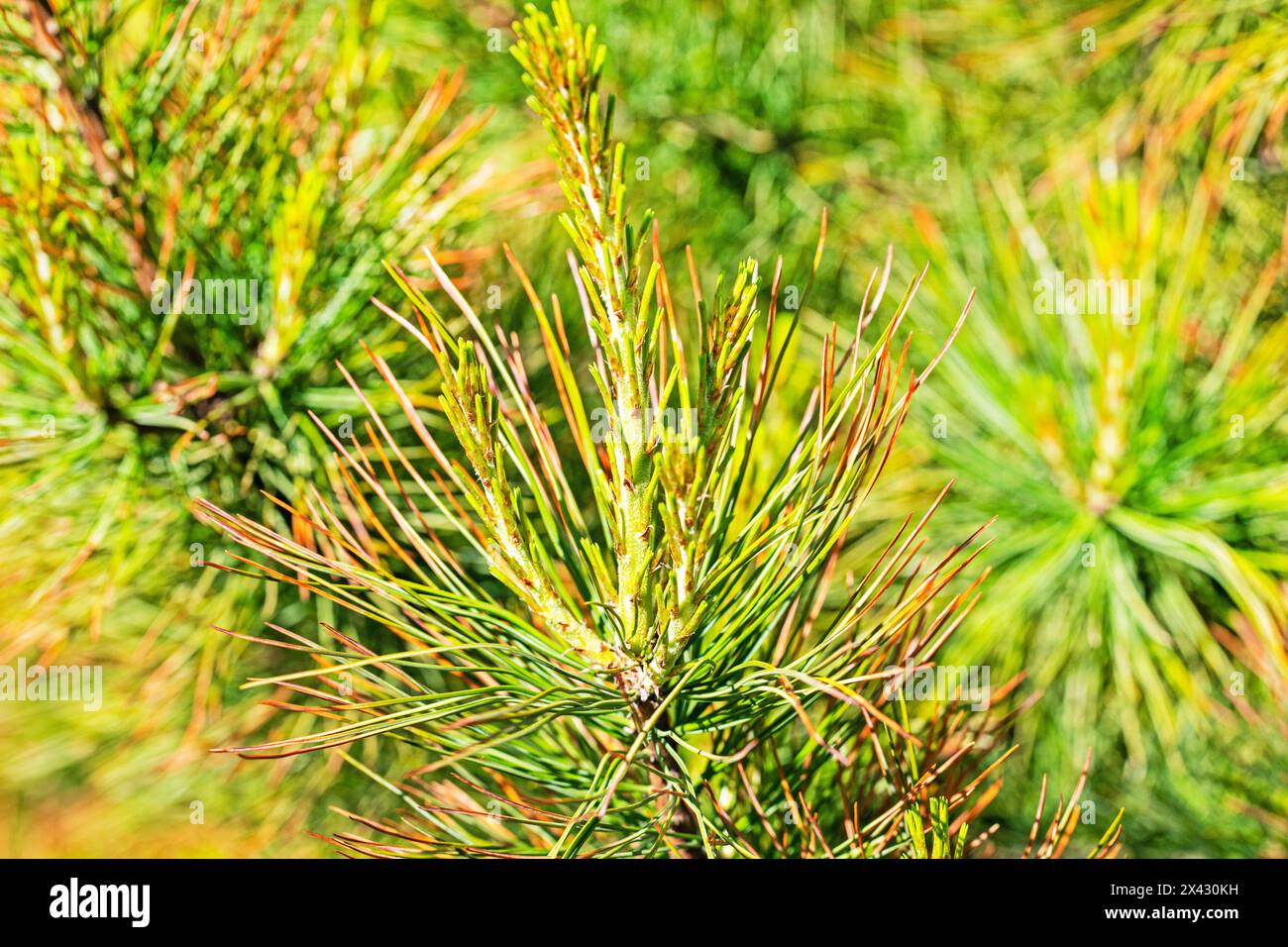 red cedar pine needles. Treatment and diseases of coniferous trees ...