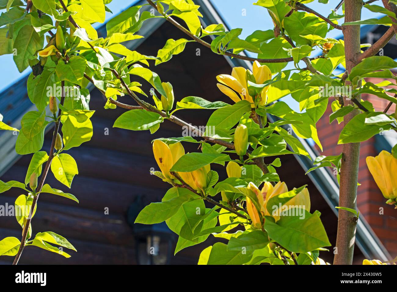 Yellow magnolia hi-res stock photography and images - Alamy