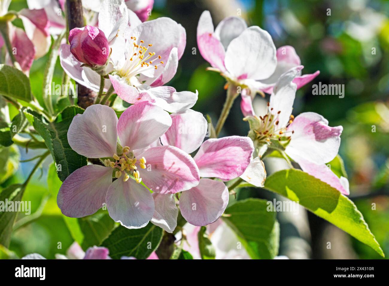 blossoming apple tree. Garden pests and diseases Stock Photo - Alamy