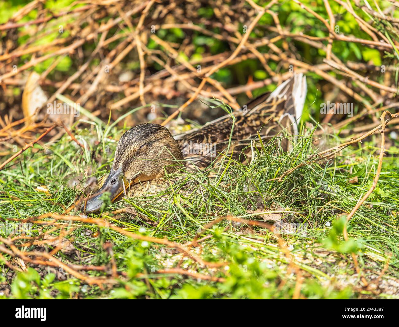 Duck hatching ducklings. Wild ducks in nest Stock Photo - Alamy