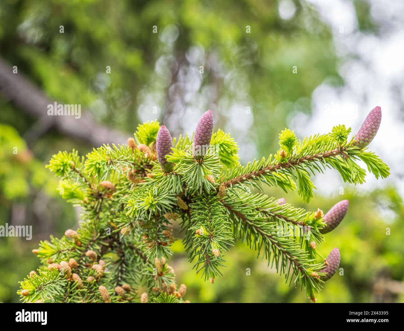 A young female cone of ordinary spruce, it is pink and its scales ...
