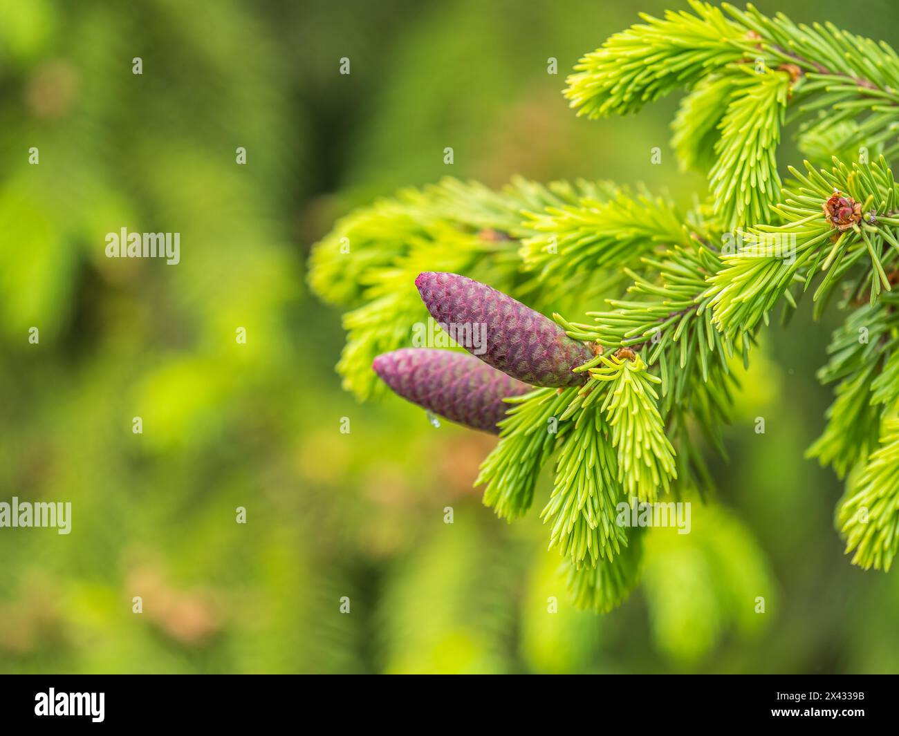 A young female cone of ordinary spruce, it is pink and its scales ...