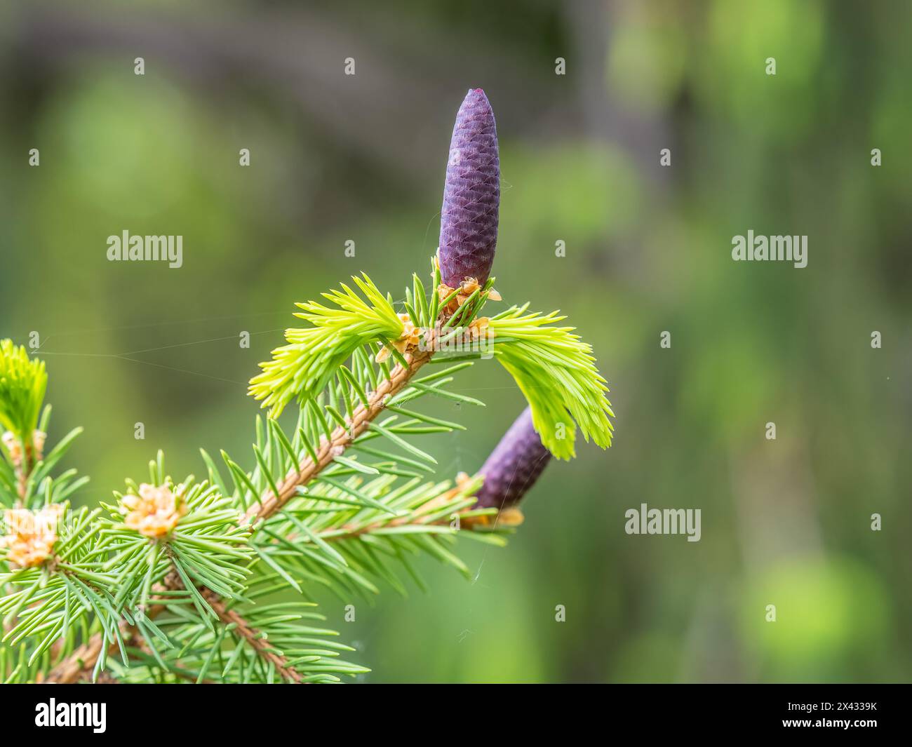 A young female cone of ordinary spruce, it is pink and its scales ...