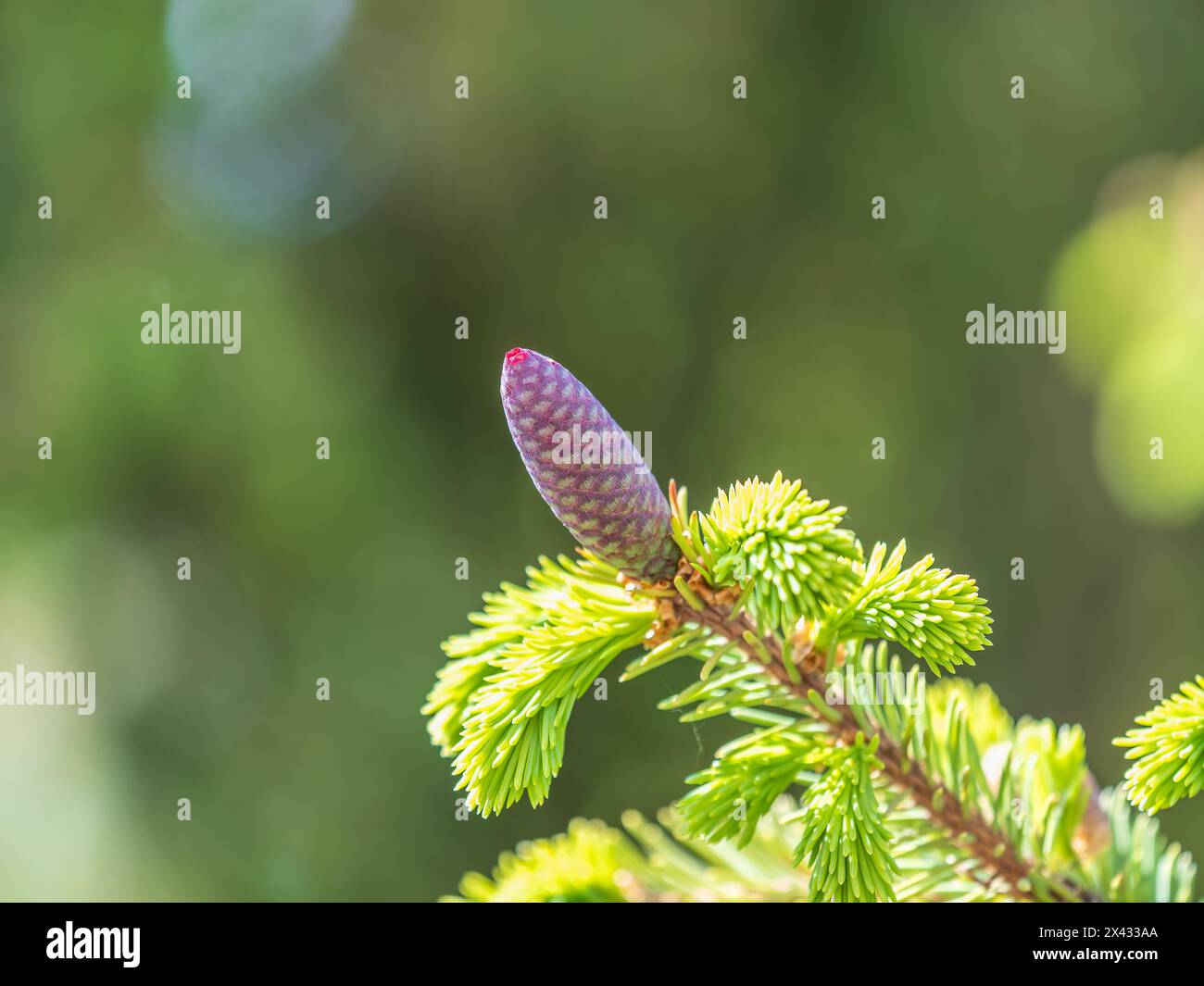 A young female cone of ordinary spruce, it is pink and its scales ...
