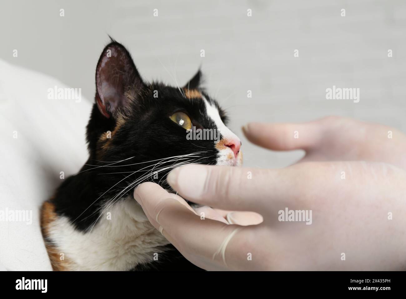 Veterinarian examining cute cat with corneal opacity on blurred ...