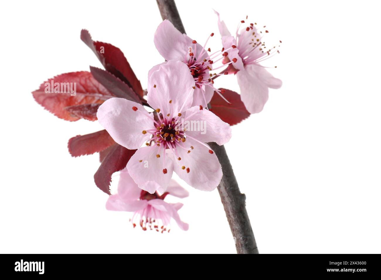 Spring tree branch with beautiful blossoms isolated on white Stock ...