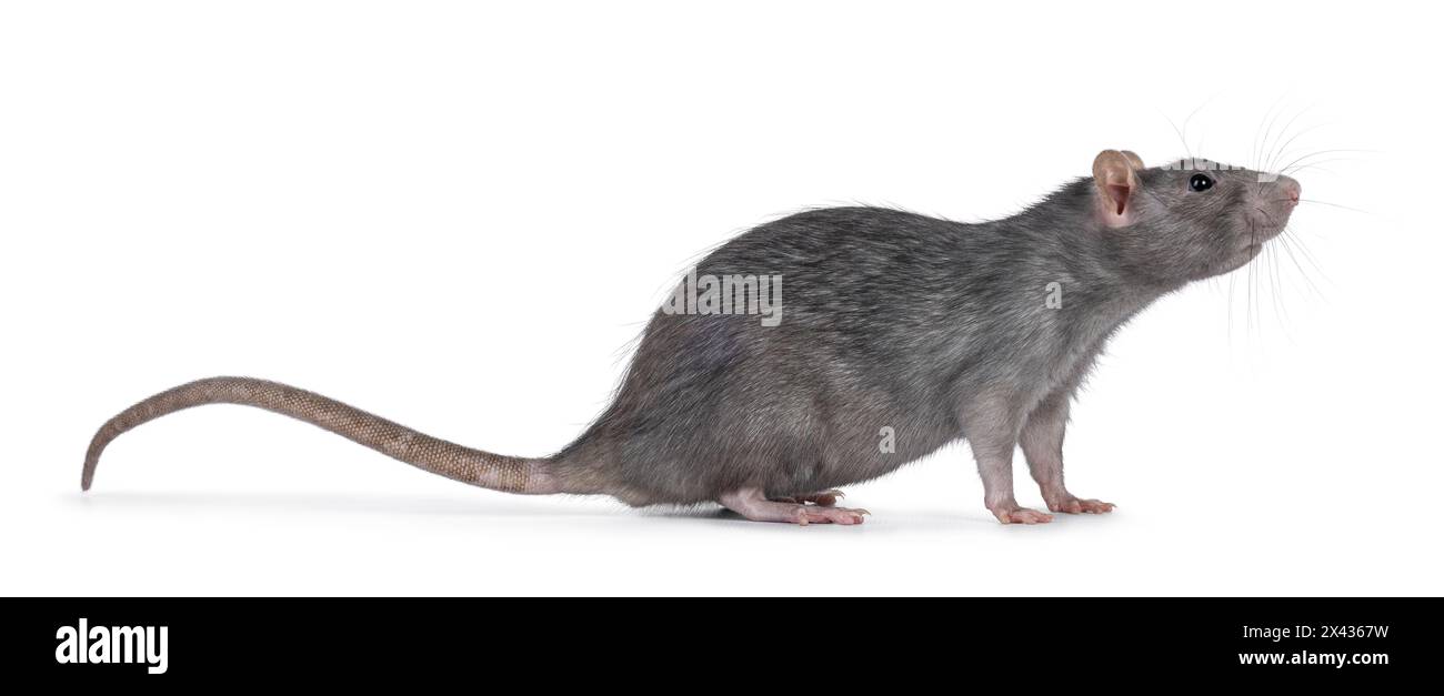Beautiful adult rat, standing side ways. Head up looking side ways ...