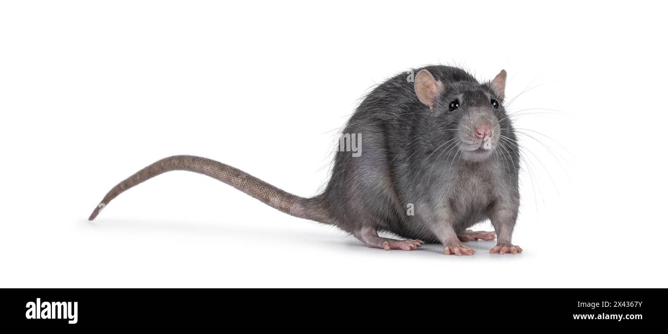 Adult rat hi-res stock photography and images - Alamy