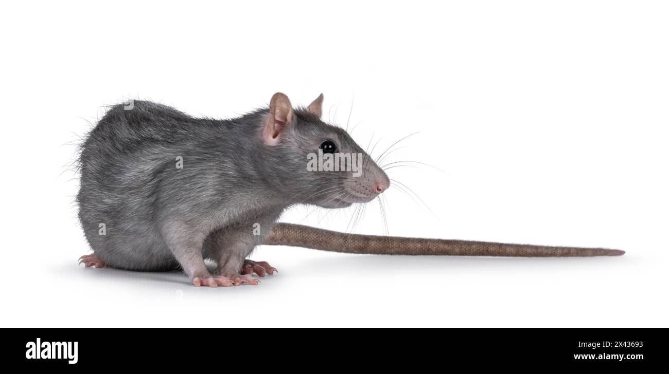 Beautiful adult rat, turned side ways. Head up looking away from camera ...