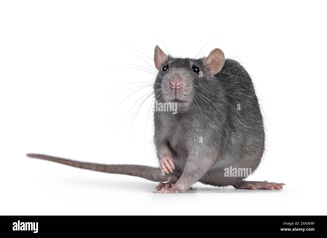 Beautiful adult rat, standing facing front. Head up looking towards ...