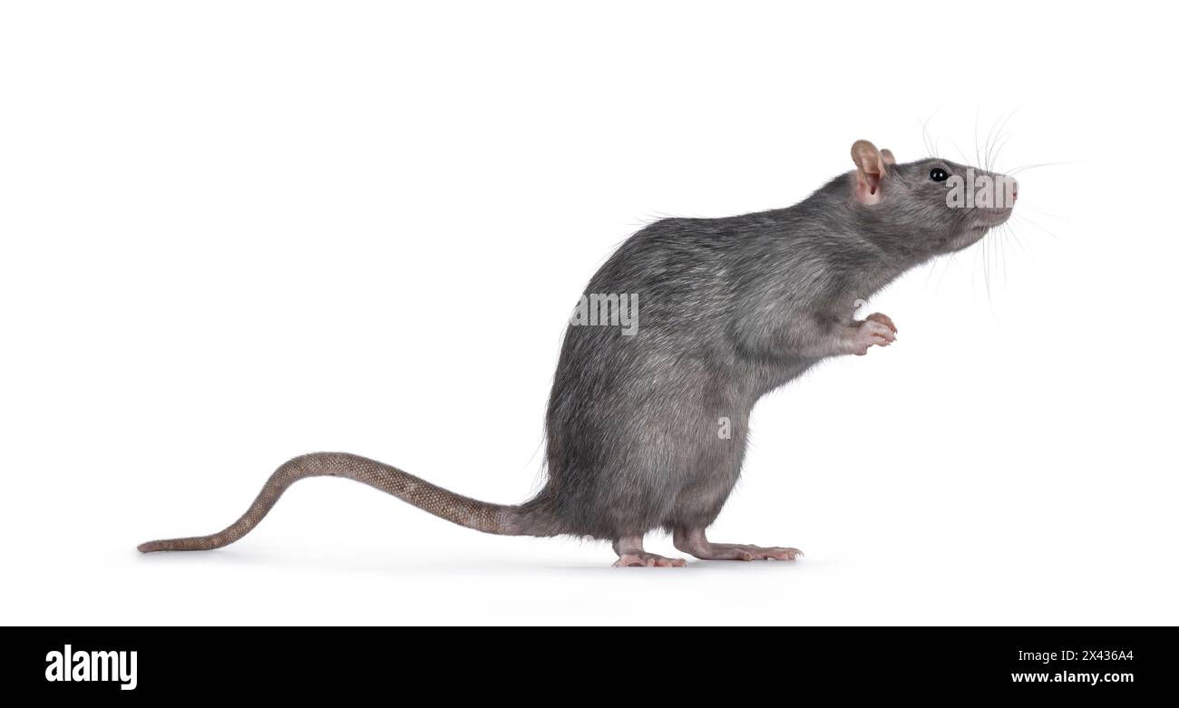 Beautiful adult rat, standing side ways on hind legs. Head up looking ...