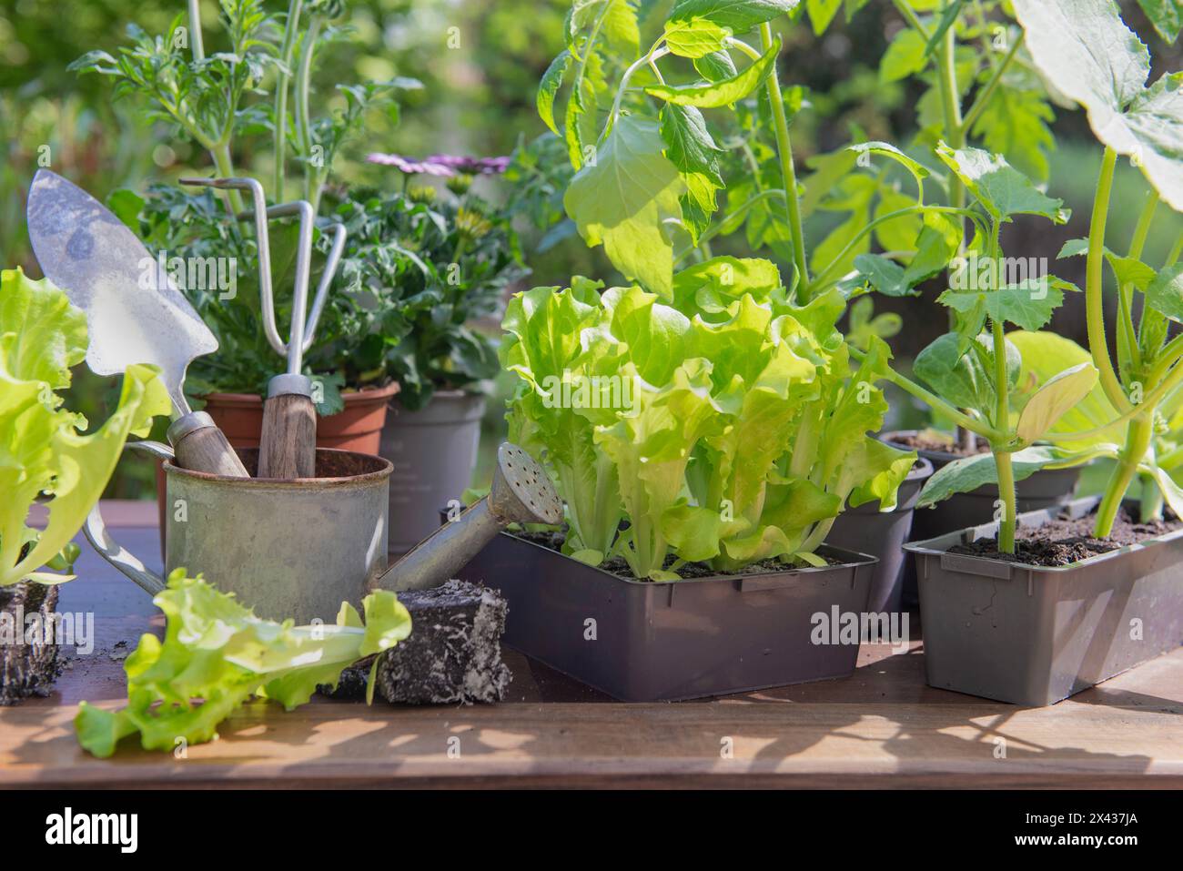 gardening tools with lettuce ready to plant and vegetable seedlings on ...