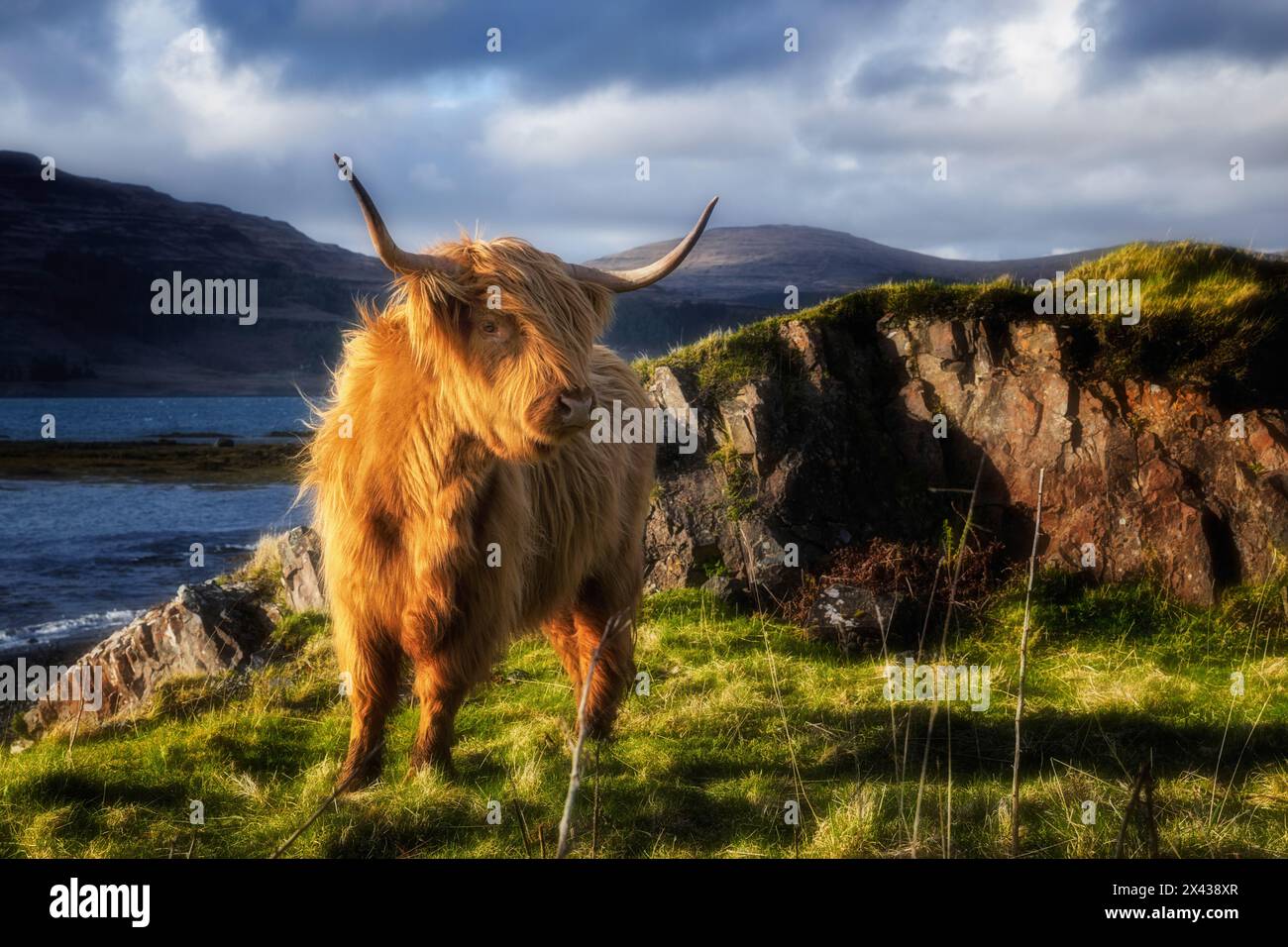 Highland cattle on mull hi-res stock photography and images - Alamy