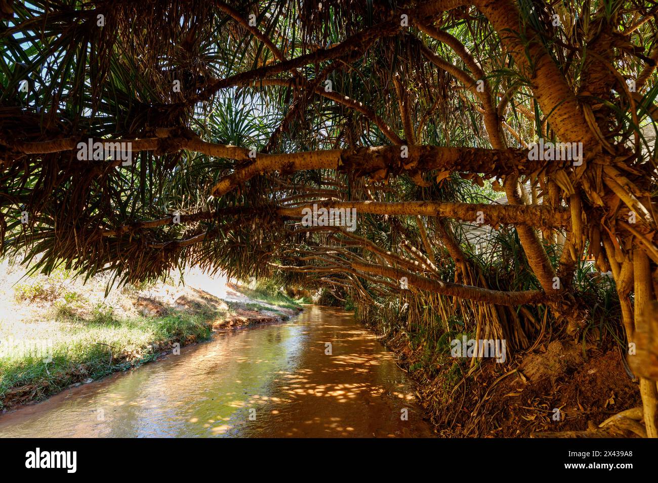 The Fairy Stream of Mui Ne in Vietnam Stock Photo - Alamy
