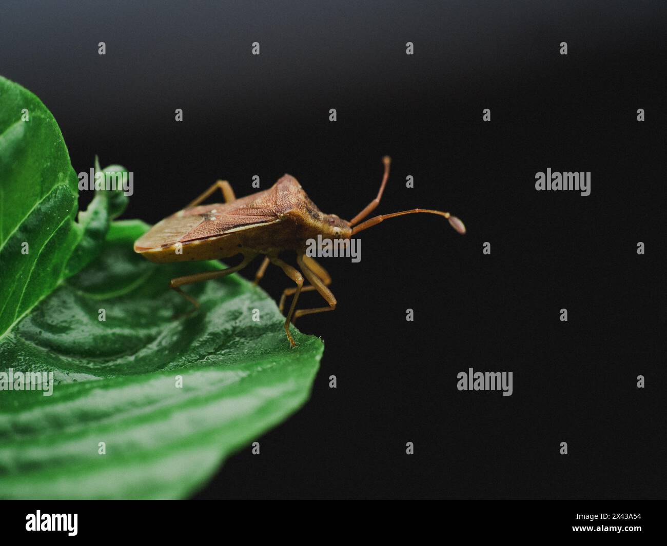 Side view of a brown shield bug on a spinach leaf Stock Photo - Alamy