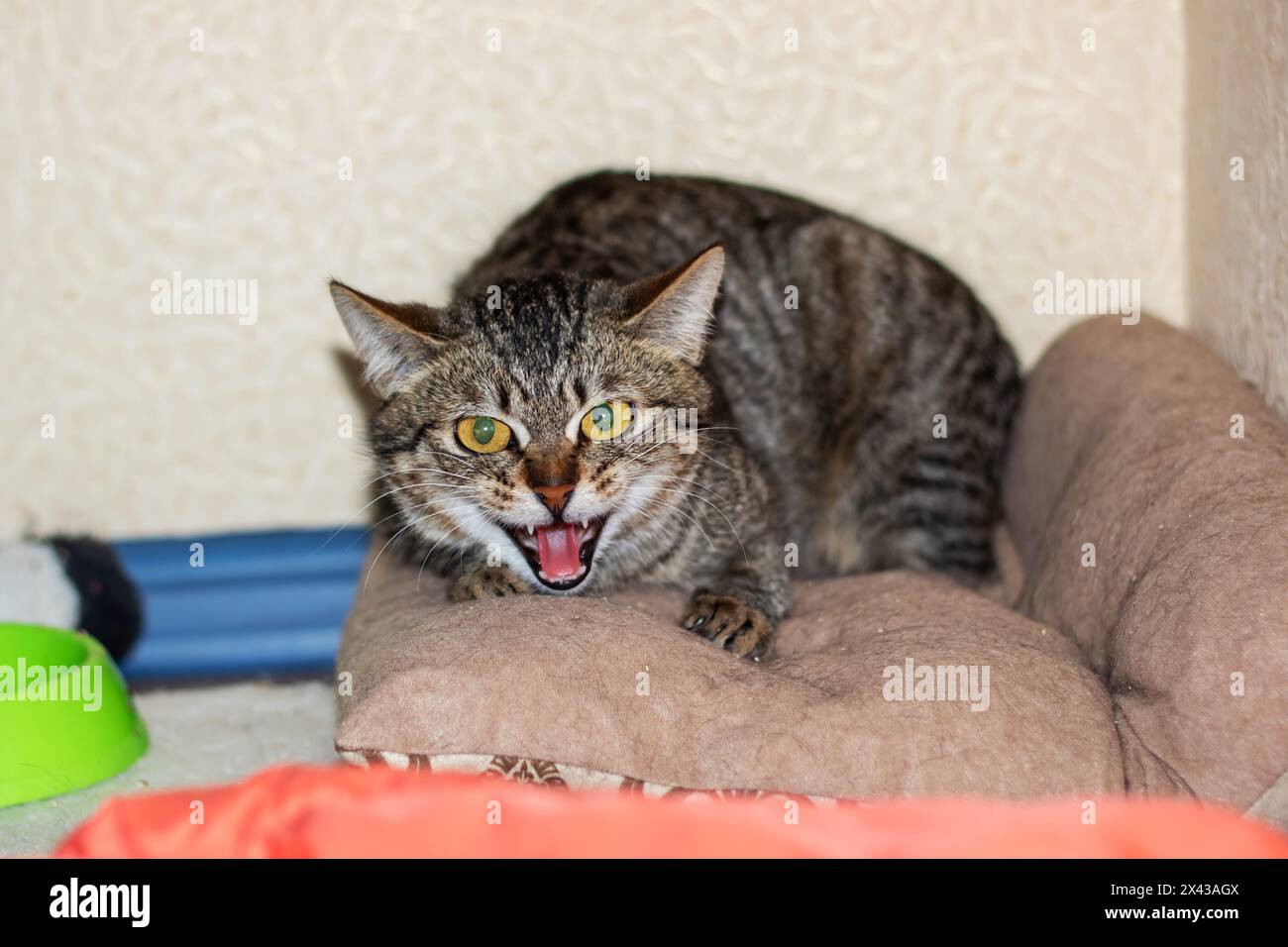 A Felidae, a small to mediumsized carnivorous cat, is lying on a pillow ...