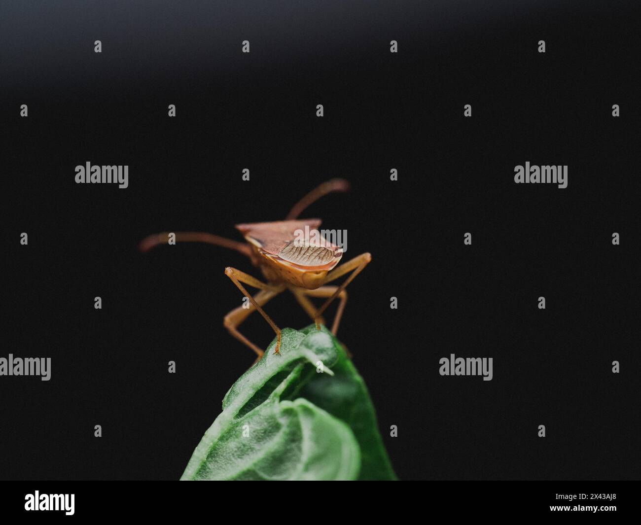 Top view stink bug shield hi-res stock photography and images - Alamy