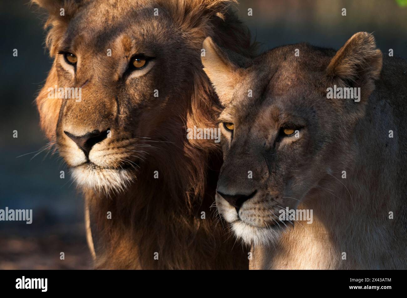 Close-up portrait of a lion and lioness, Panthera leo. Chief Island ...
