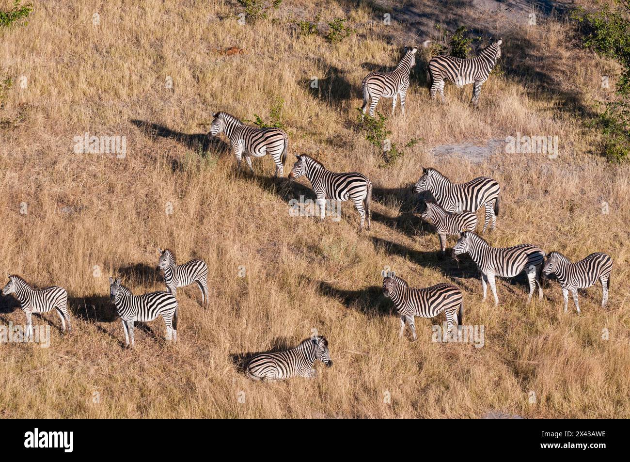 An aerial view of a herd of plains zebras, Equus quagga. Okavango Delta ...