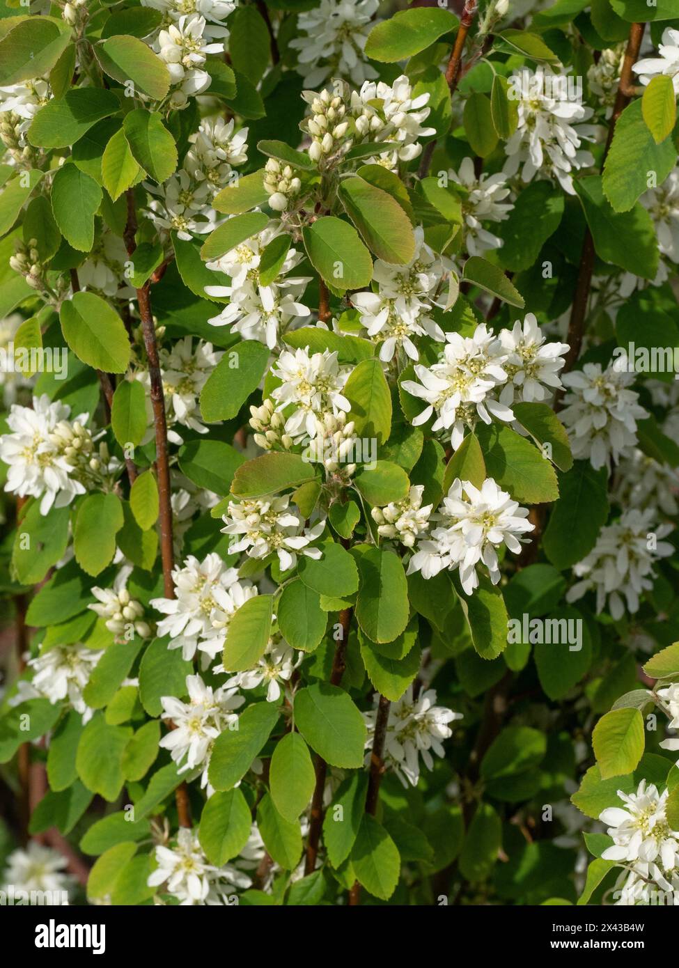 Amelanchier alnifolia obelisk pbr hi-res stock photography and images ...