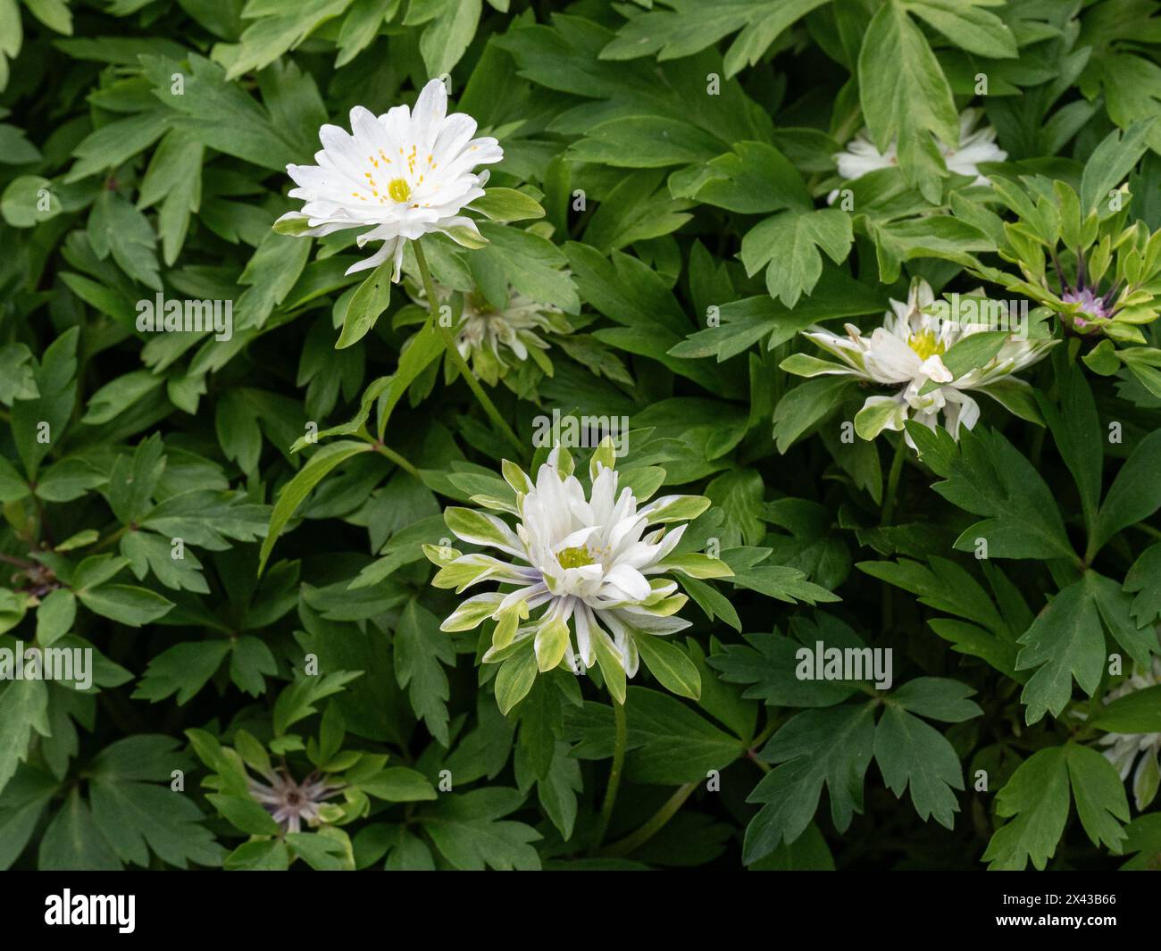 A single white green fringed flower of the semi double wood anemone ...