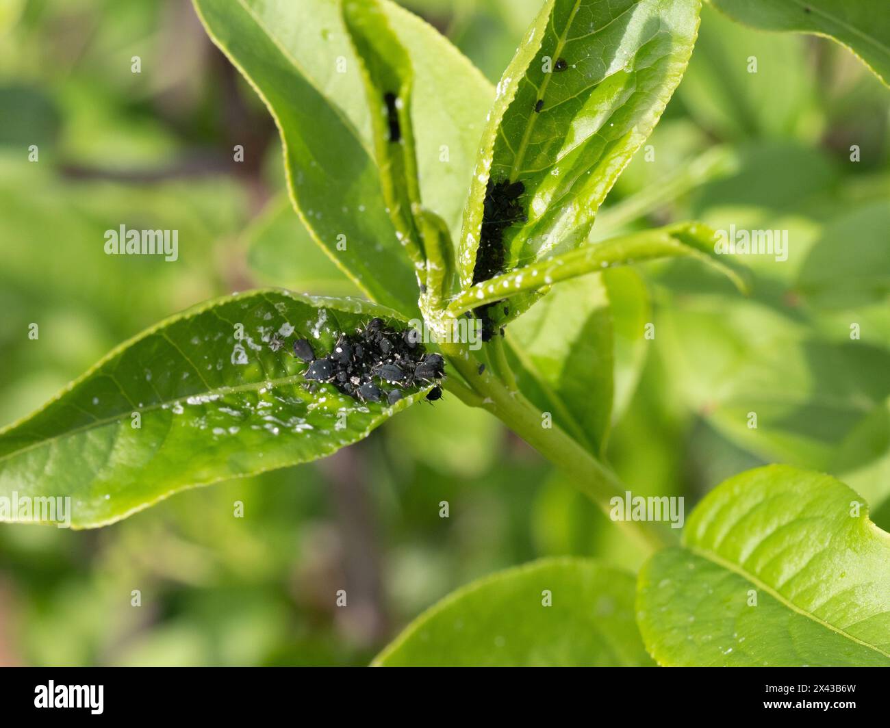 Euonymus alatus shoot hi-res stock photography and images - Alamy