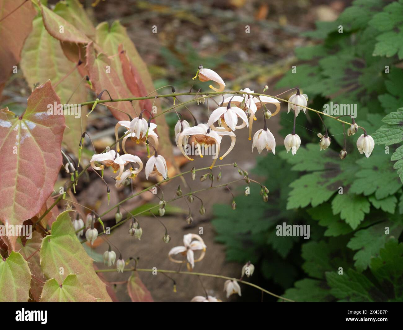 The hanging white claw shaped flowers of the evergreen Epimedium 'Jean ...