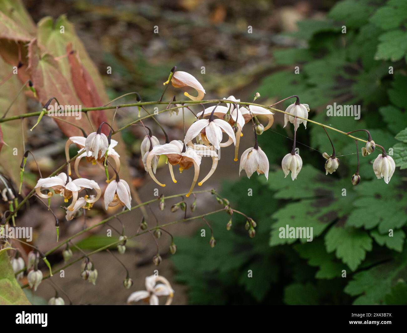 The hanging white claw shaped flowers of the evergreen Epimedium 'Jean ...