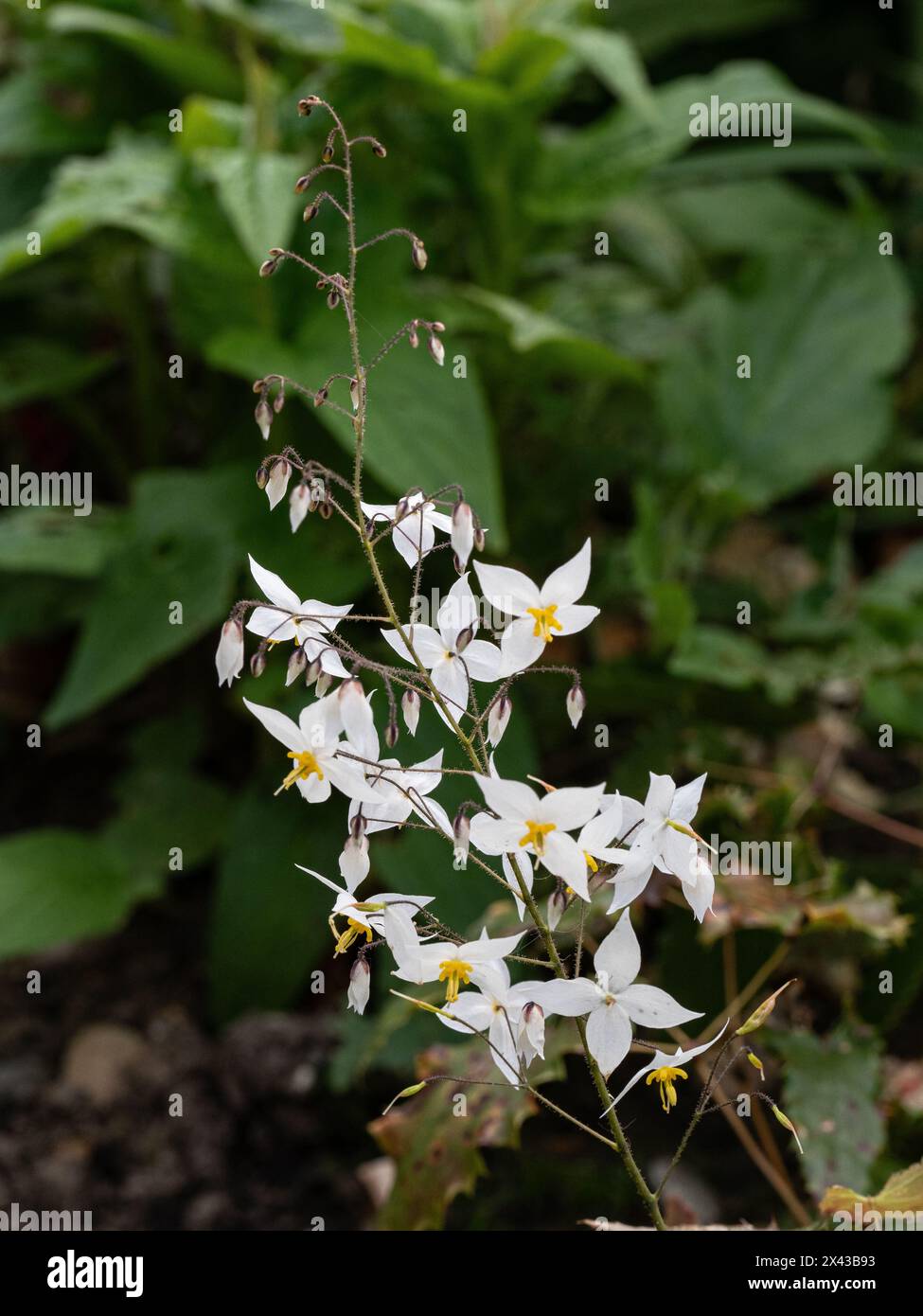 Deciduous epimedium hi-res stock photography and images - Alamy