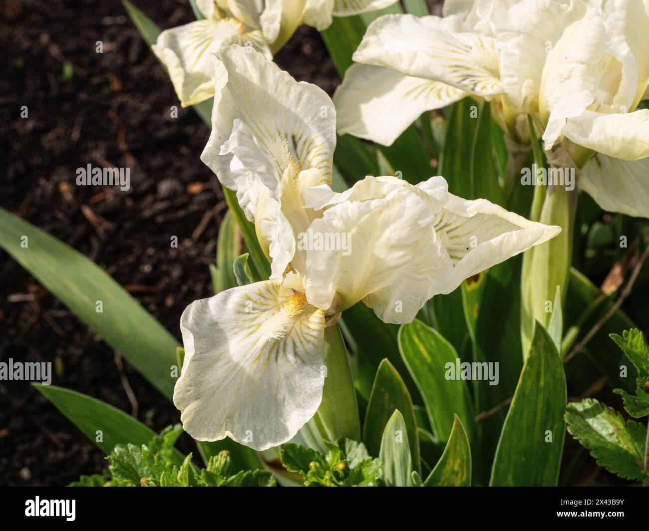 A close up of a single cream green flashed flower of the dwarf bearded ...
