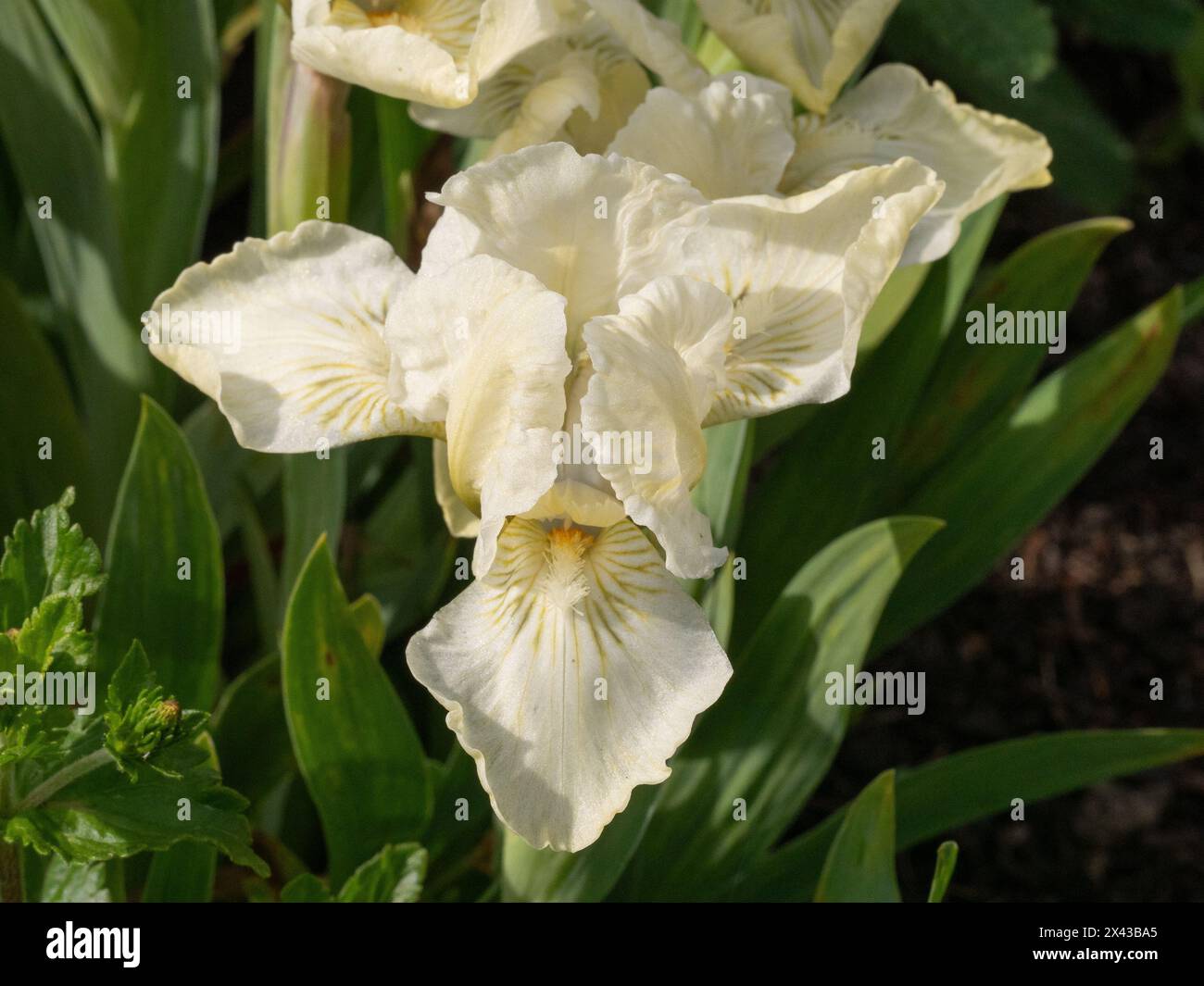 A close up of a single cream green flashed flower of the dwarf bearded ...